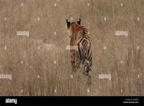Bengal Tiger Walking Through Grassland In Bandhavgarh Np India Stock