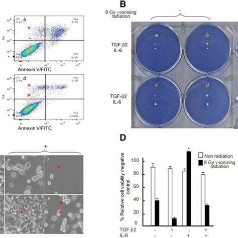 TGF β antagonists the effect of IL on cell survival A hTERT BJ Download Scientific Diagram