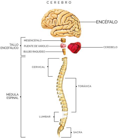 Diagrama De Sistema Nervioso
