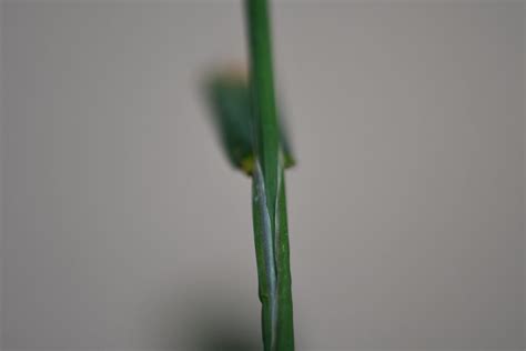 Several Clients Submitting Samples Of Fowl Bluegrass Poa Palustris To Diagnostic Lab Purdue