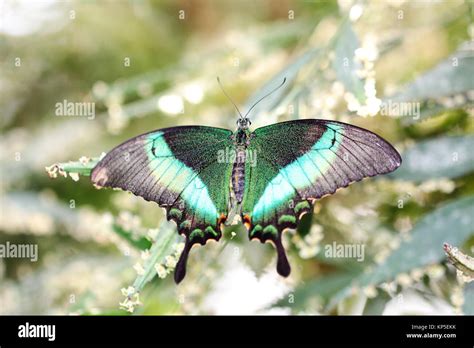 Papilio Palinurus Swallowtail Butterfly Butterfly House Mainau Stock