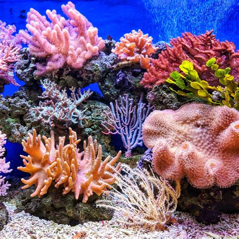 Environmental Justice Foundation Ejf On Linkedin Stopdeepseamining