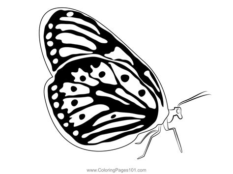 Common Jezebel Butterfly Coloring Page Butterfly Coloring Page