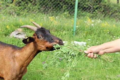Can Goats Eat Gourds Is It Safe