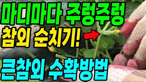 큰참외가 마디마다 주렁주렁 달리는 순치기 방법 참외농사 대박 Youtube