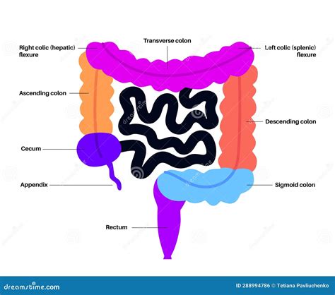 Anatomie Des Dickdarms Vektor Abbildung Illustration Von Anatomisch