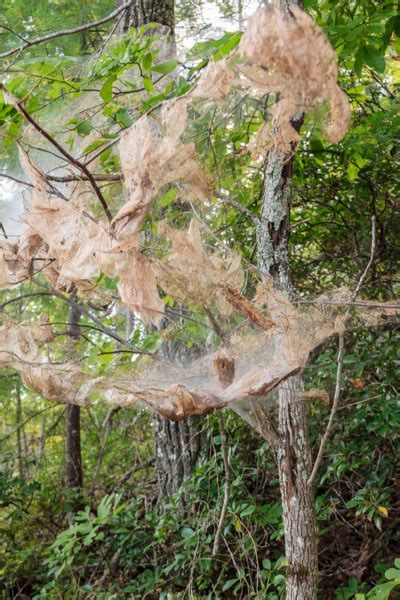How To Control Webworms Protecting Trees And Shrubs From Worm Nests