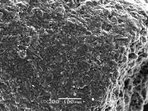 Scanning Electron Microscope Photography Of NORIT ROW 0 8 Supra