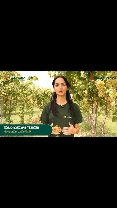 ნაწილი I სუფრის ყურძნის მოსავლის აღება Foryou Tiktok Shorts Baraka ბარაქა Youtube