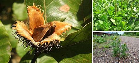 21 Wild Edibles You Can Find In Urban Areas Ask A Prepper