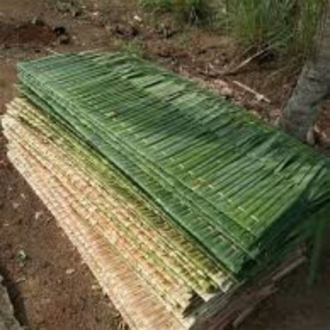 Apa Itu Daun Rumbia Kulit Kayu Tim Hardacre