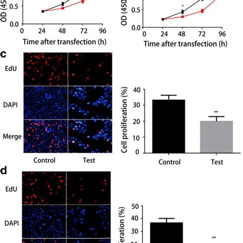 High Expression Of Hsacirc0055538 Inhibits Oscc Cell Migration And