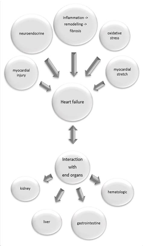 Pathophysiological Processes Relevant In Heart Failure And Their