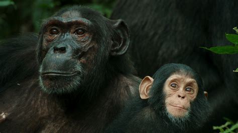 Which Chimp Is Which In Chimp Empire Netflix Tudum