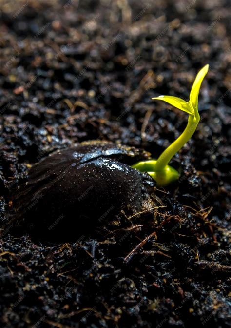 Premium Photo Freshness New Life Leaves Of Young Plant Seeding In Nature