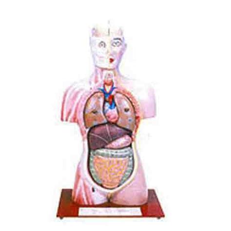 Premium Quality Biological Model At Best Price In Ambala Cantt Alfa Scientific Industries