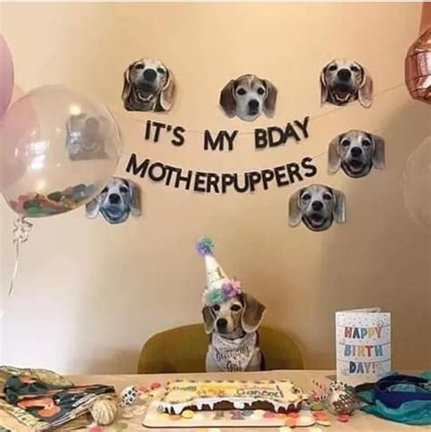 Puppies And Dogs Celebrate Their Birthdays In Style