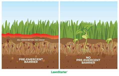 What Are Pre Emergent Herbicides