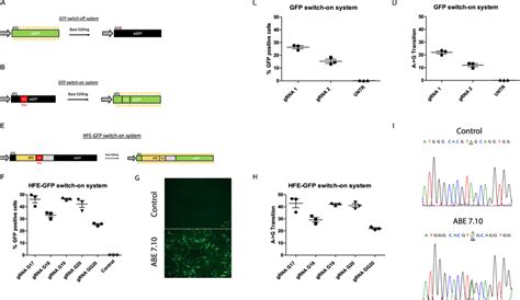 Cell Culture Based Base Editing Reporter System A Depiction Of GFP