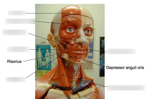 Head And Neck Muscles Diagram Quizlet