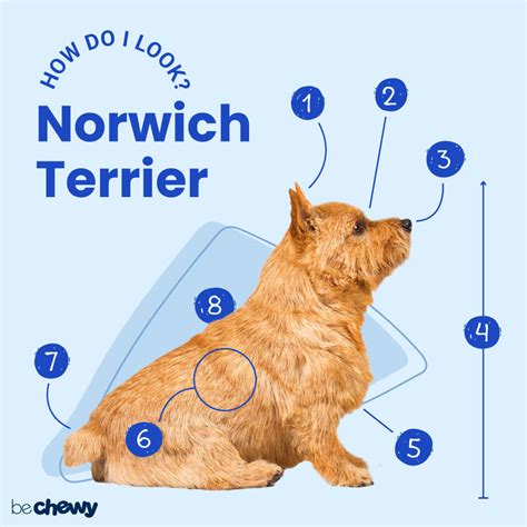 Whats The Difference Between A Norfolk Terrier And A Norwich Terrier