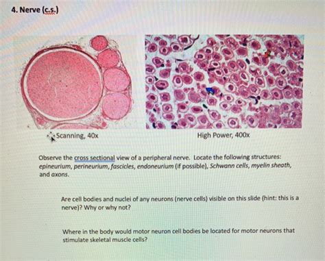 Nerve Cross Section Slide