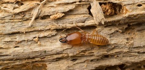 What Do Termites Look Like To The Human Eye See Pictures Of Termites