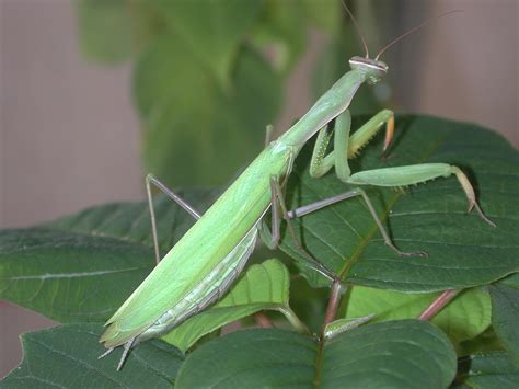 Stages Of A Praying Mantis