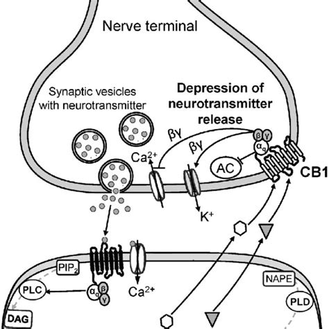 Schematic Representation Of Canonical Inhibitory Effects Of