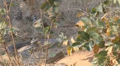 Wildlife Showdown Leopard And Python Clash In Epic Battle Of Predators The Fancy News