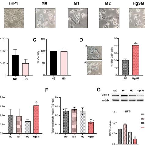 Analysis Of Pma Induced Macrophage Phenotypes And Senescent Features In