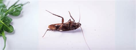 How To Identify Roach Eggs Friendly Pest Control