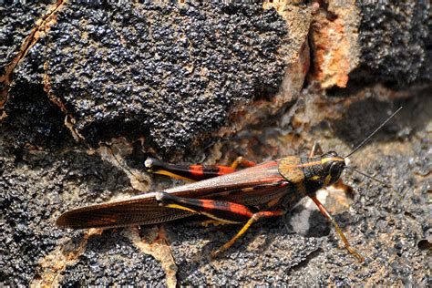 Galapagos Grasshopper 1 By Wildplaces On Deviantart