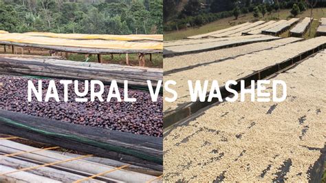 Coffee Processing Washed Vs Natural Vs Honey Greatkup Coffee