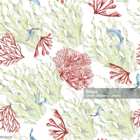 흰색 배경에 격리된 Laminaria와 산호 수채화의 매끄러운 패턴 핑크 한천 한천 바다 식물과 물고기 손으로 그린 패키지 섬유 종이 포장 해양 수집을위한 디자인 요소 0