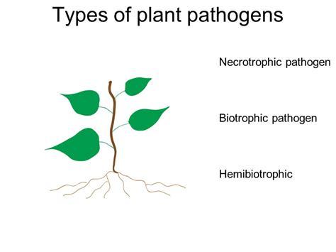 Types Of Plant Pathogens Necrotrophic Pathogen Biotrophic Pathogen
