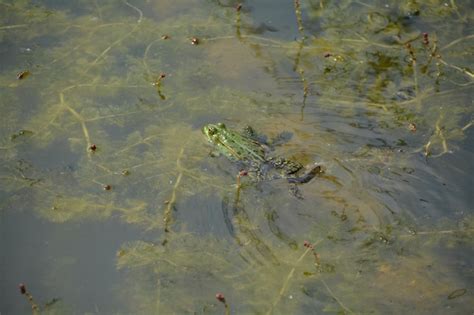 Premium Photo High Angle View Of Frog In Pond