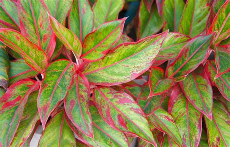Plant Profile: Aglaonema Auspicious Red – The Balcony Garden