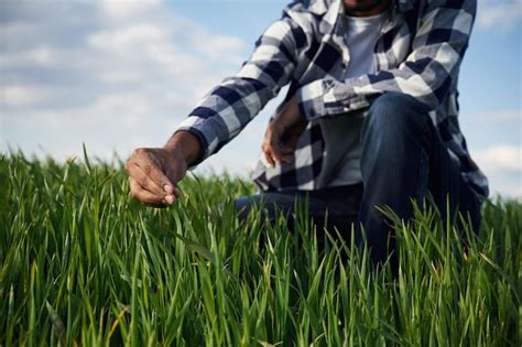 Premium Photo Mans Hand Touching The Grass On The Agricultural Field