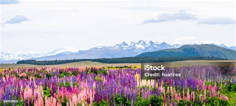 Lupins 꽃과 테 카 포 호수 주변 뉴질랜드 알프스 산맥의 아름 다운 풍경입니다 뉴질랜드에 대한 스톡 사진 및 기타 이미지