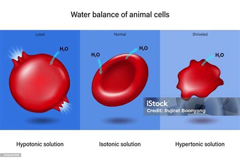 Bilan Hydrique Des Cellules Animales Hypotonique Isotonique Et