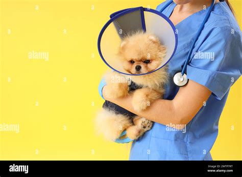 Female Veterinarian With Pomeranian Dog In Recovery Suit And Cone After