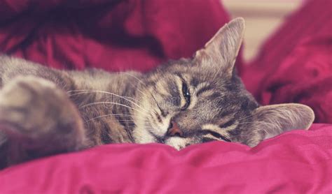 Napping Stock Image Image Of Cute Eyes Kitten Play 92944227