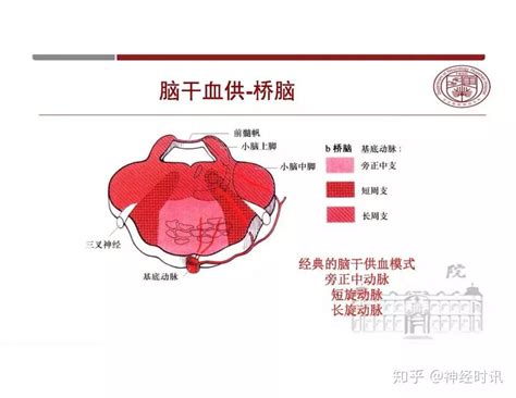 脑血管解剖太复杂？一文教你轻松掌握！ 知乎