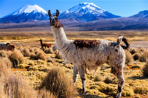 ボリビアアルティプラノのラマとパリナコタ火山 サハマ国立公園のストックフォトや画像を多数ご用意 サハマ国立公園 ボリビア アルティ
