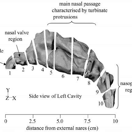 Steps In The Construction Of The Computational Model Download Scientific Diagram