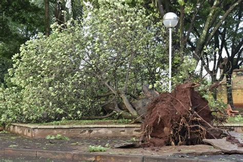 Tree That Fell After A Storm In The Urban Area Old Tree Trunk Fallen