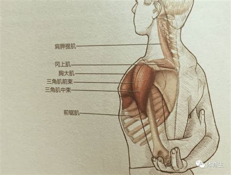 肩屈肩关节七种动作示意图肩屈曲动作大山谷图库