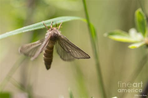 Common Swift Moth Photograph By Jivko Nakev Fine Art America