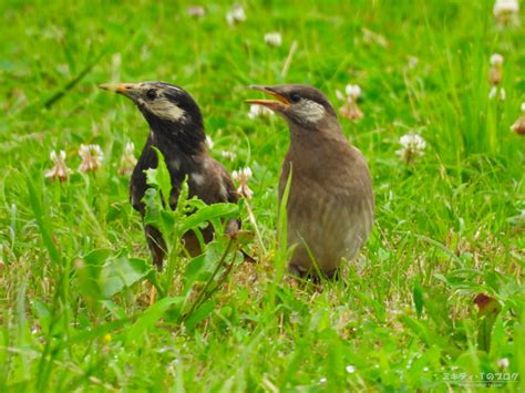 伊佐沼ヨシゴイに会いに行きましたミキティTのブログ